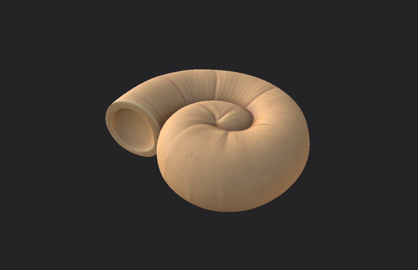 3D model ammonite animal - TurboSquid 1479963