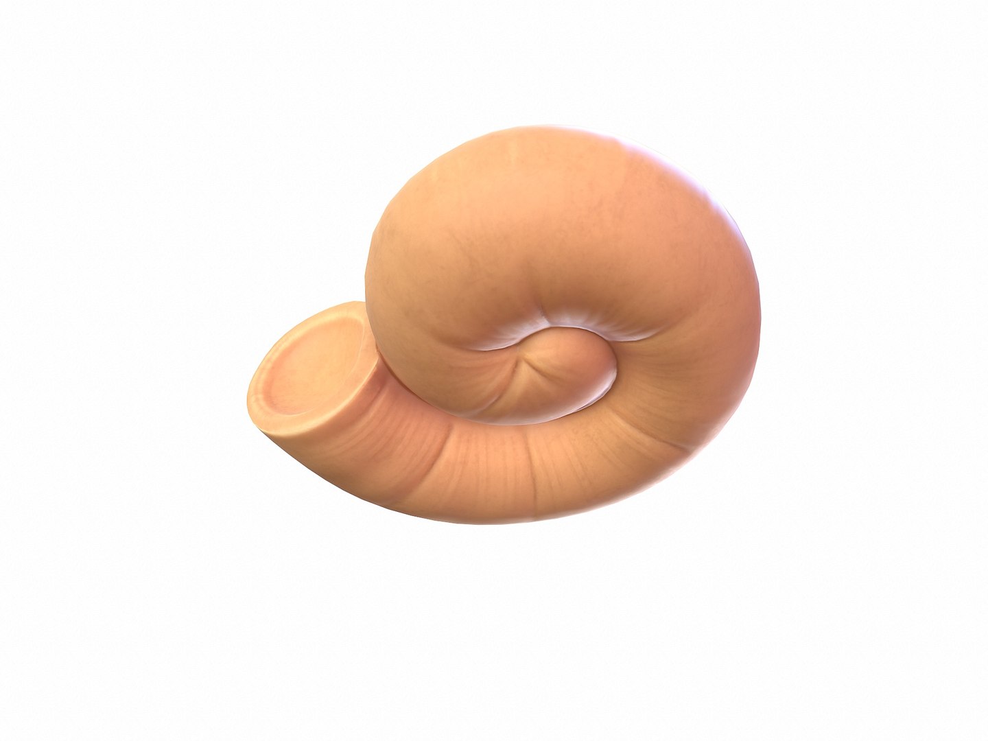 3D model ammonite animal - TurboSquid 1479963