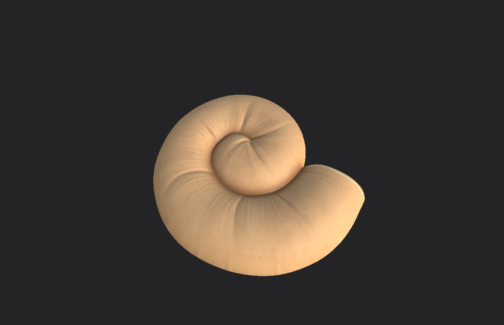 3D model ammonite animal - TurboSquid 1479963