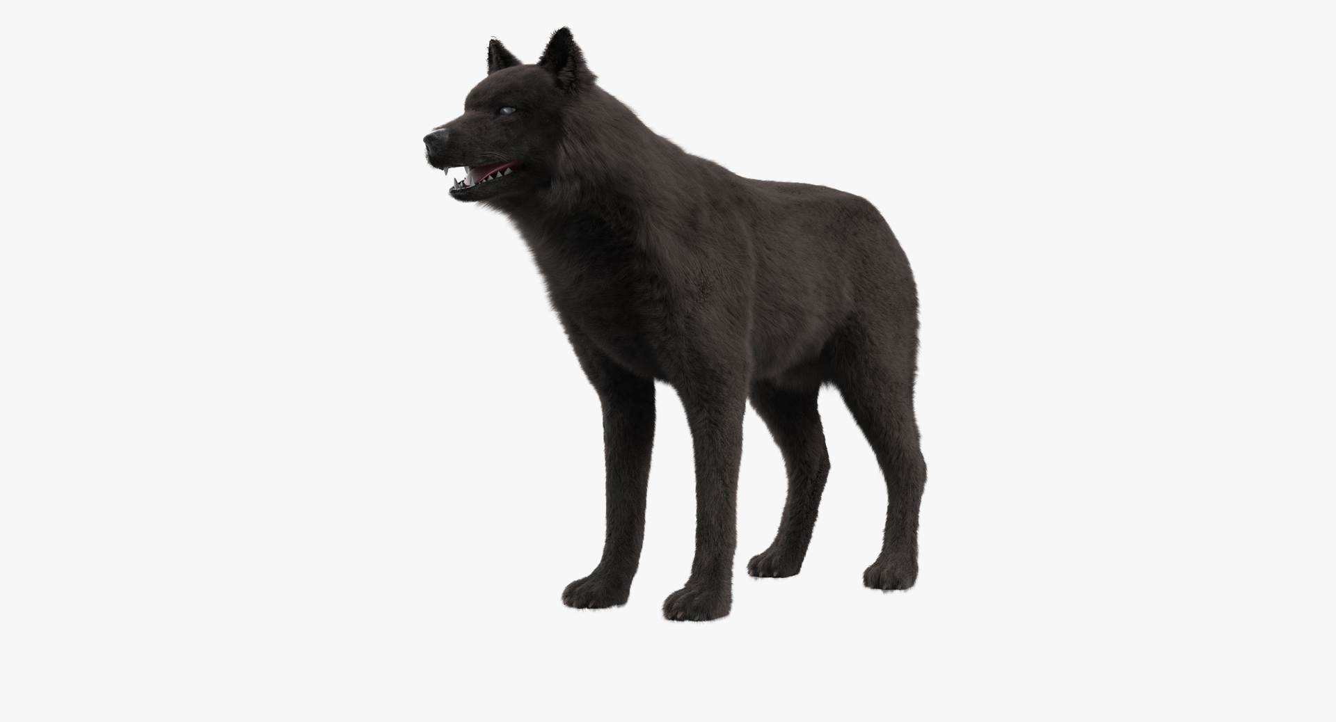3d model wolf black