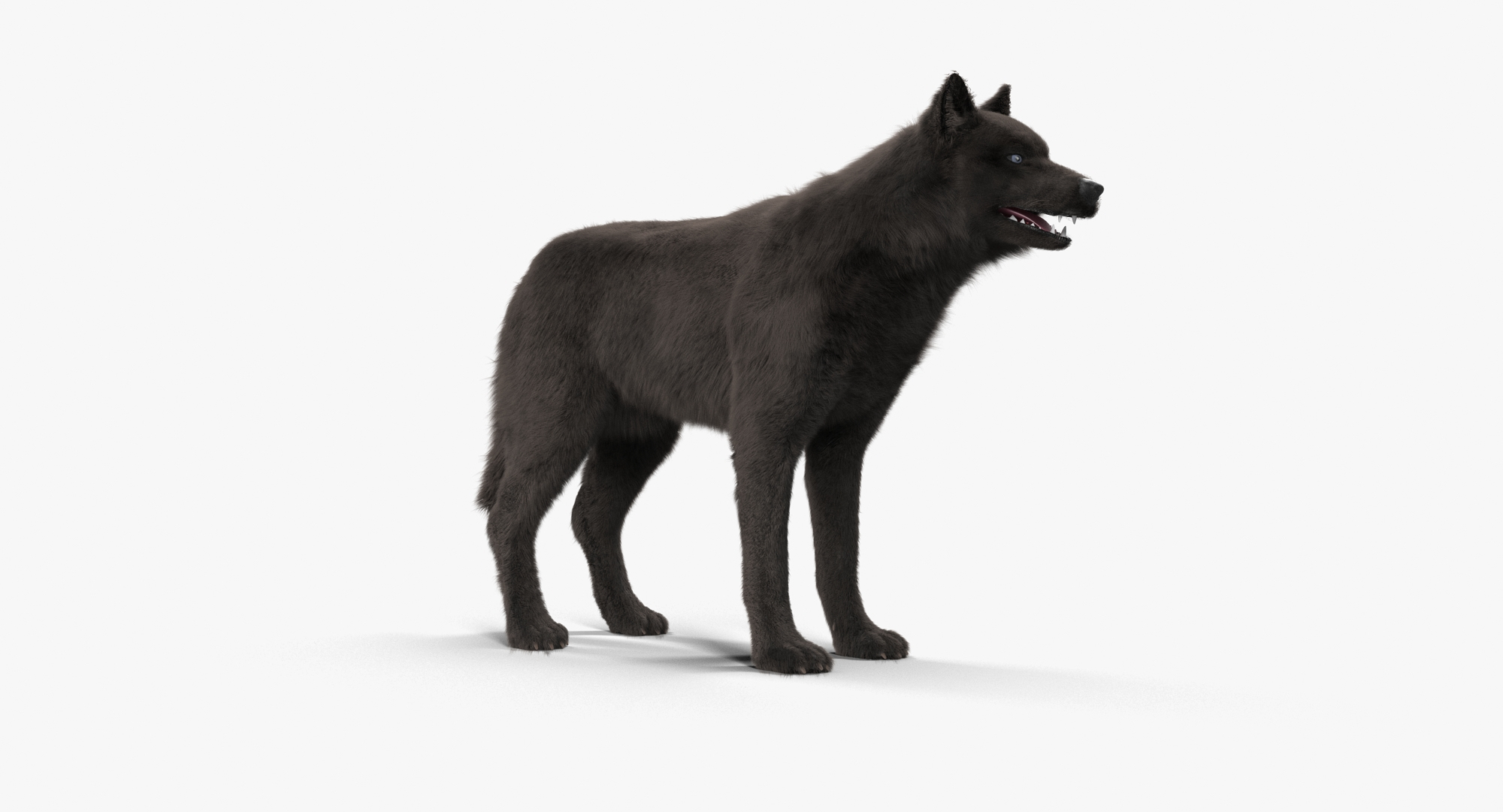 3d model wolf black