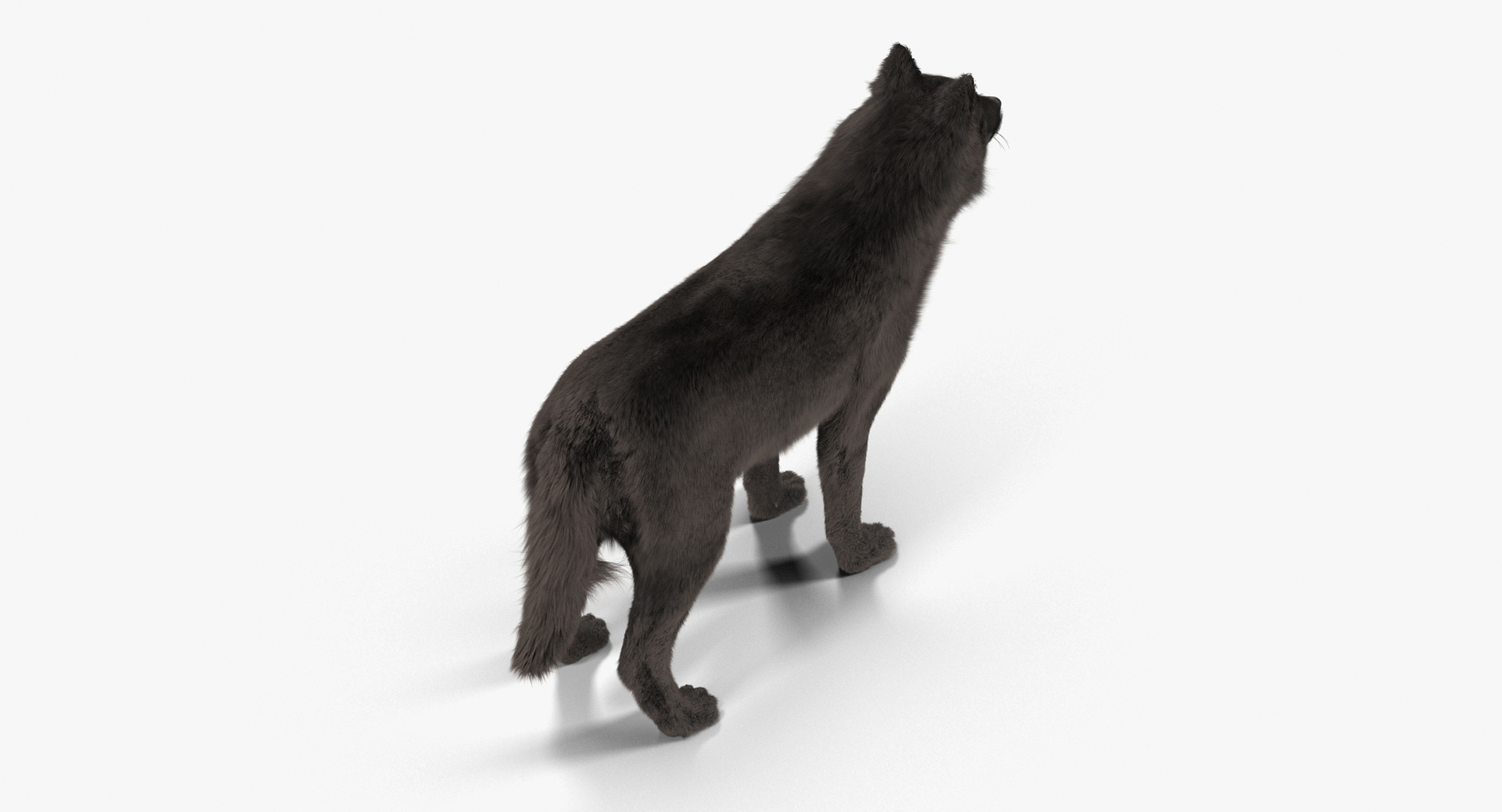 3d model wolf black