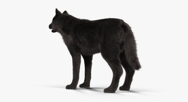 3d model wolf black