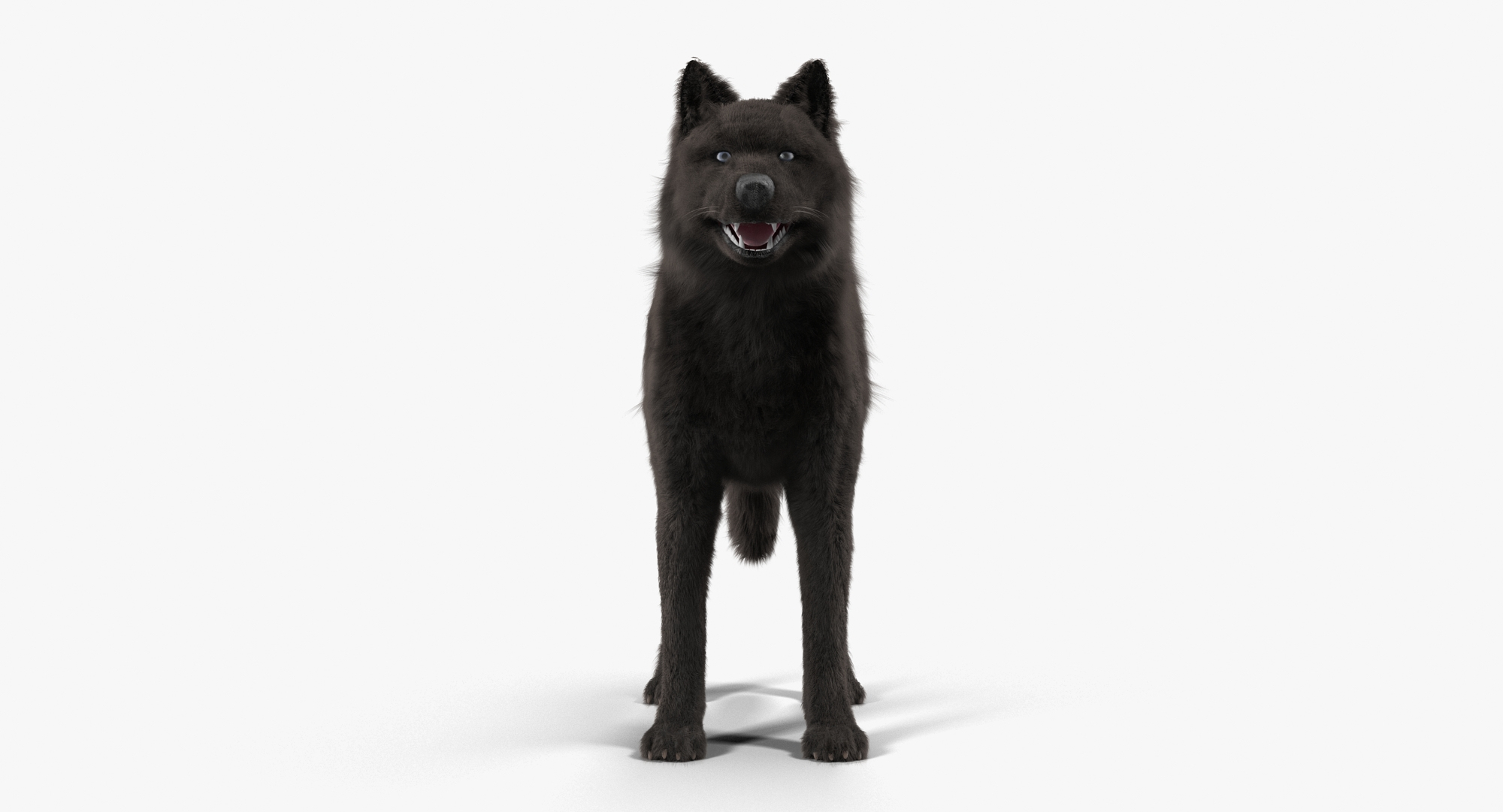 3d model wolf black