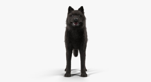 3d model wolf black