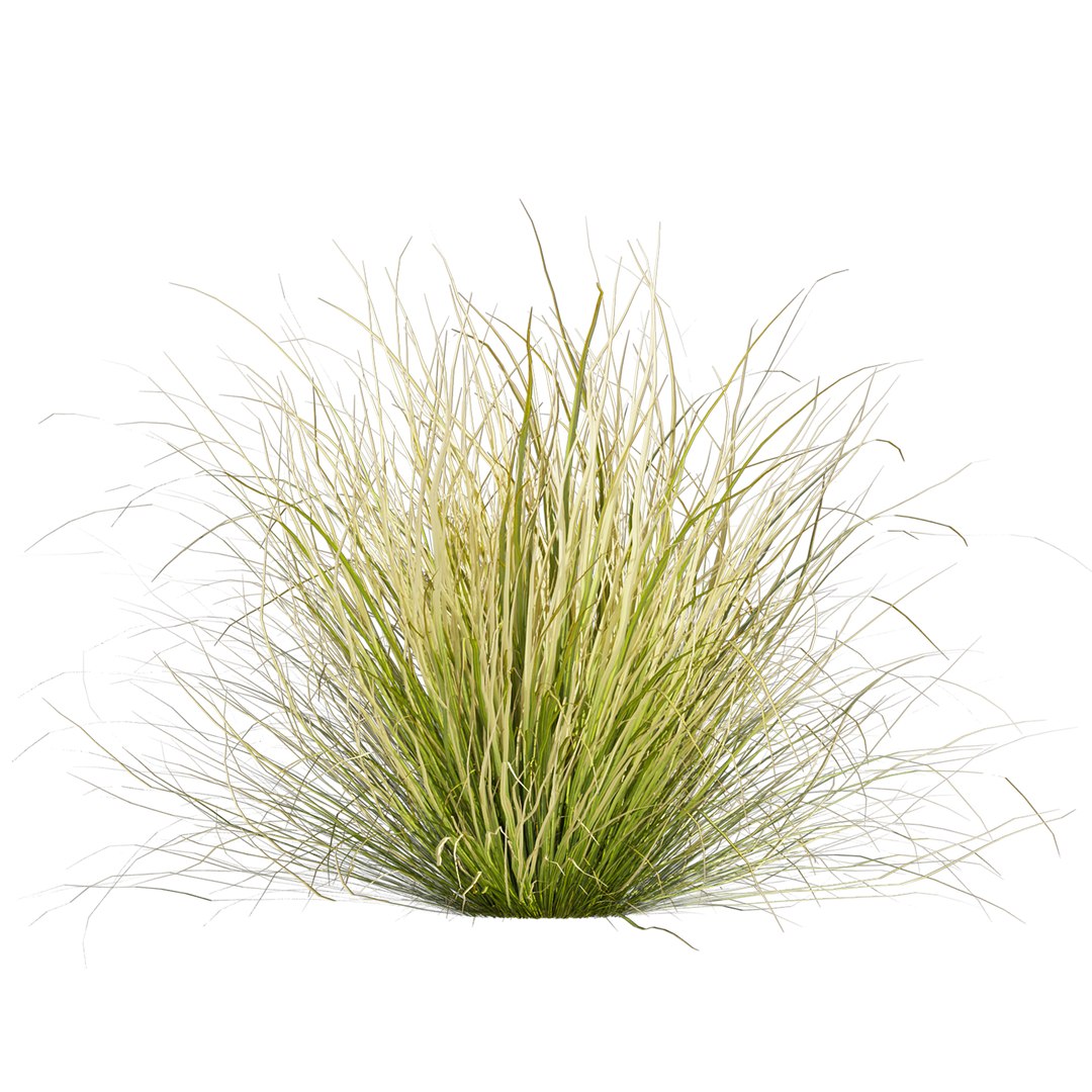 Collection Plant Vol 561 - Carex - Comans - Grass 3D Model - TurboSquid 2182081