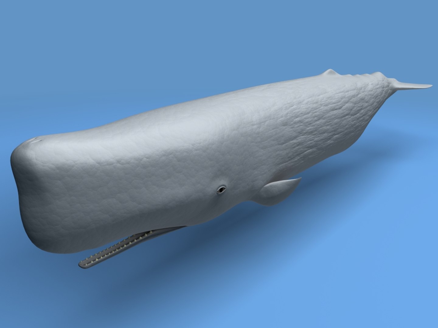 3d Sperm Whale Model