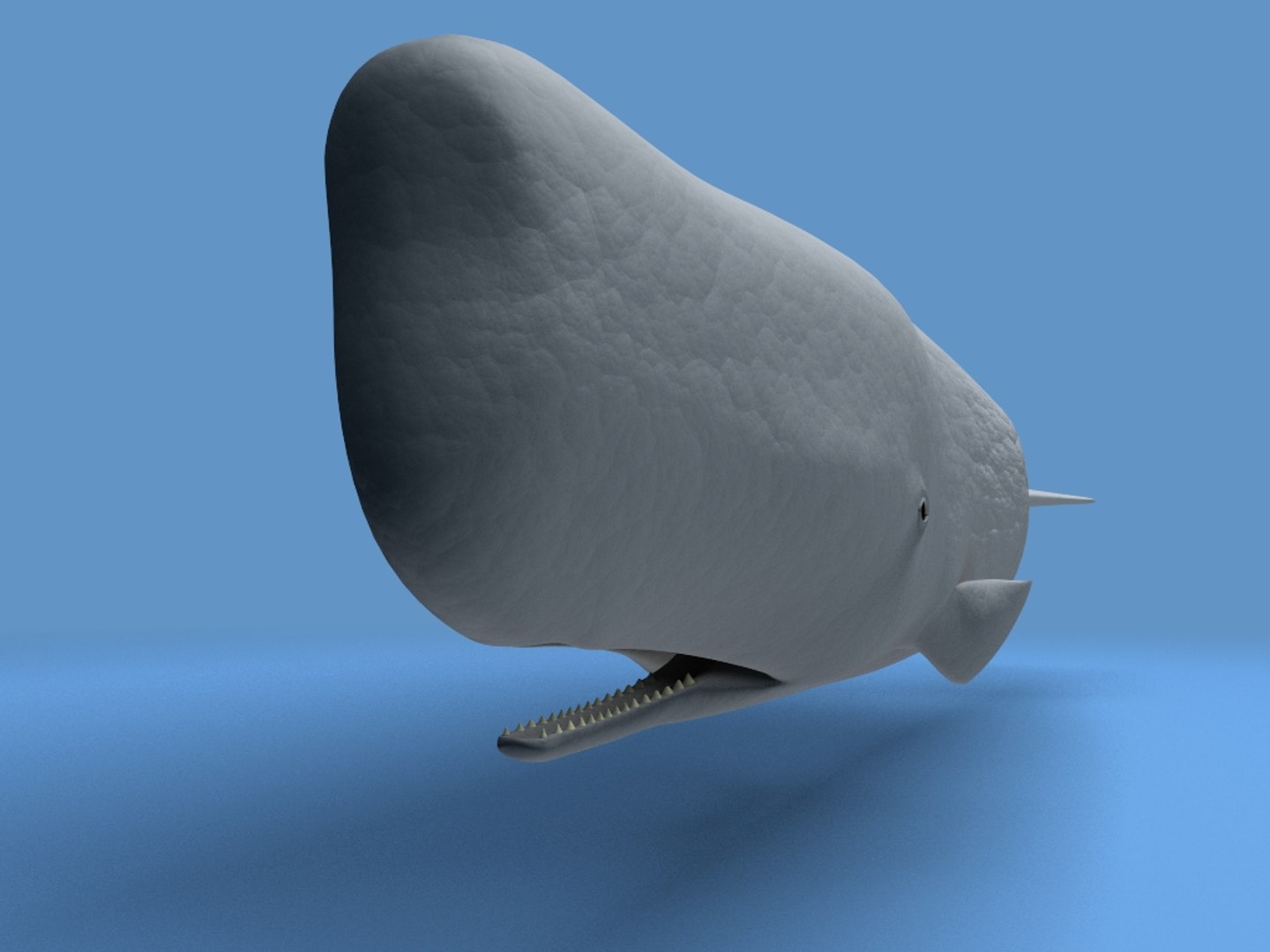3d Sperm Whale Model