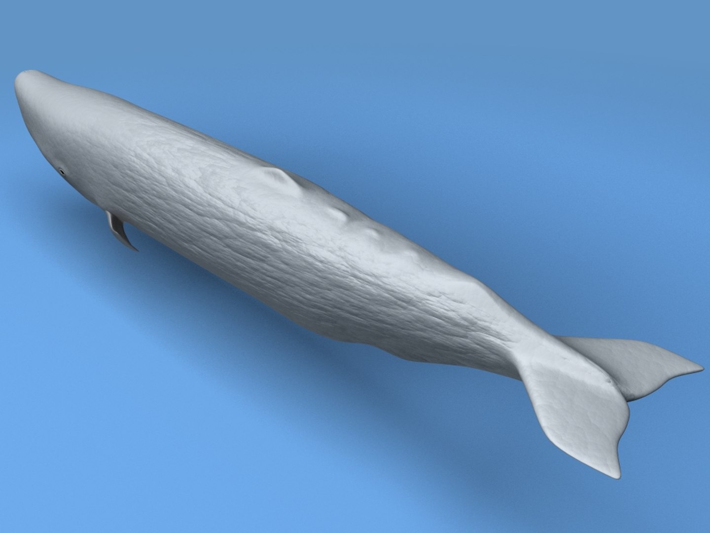 3d Sperm Whale Model