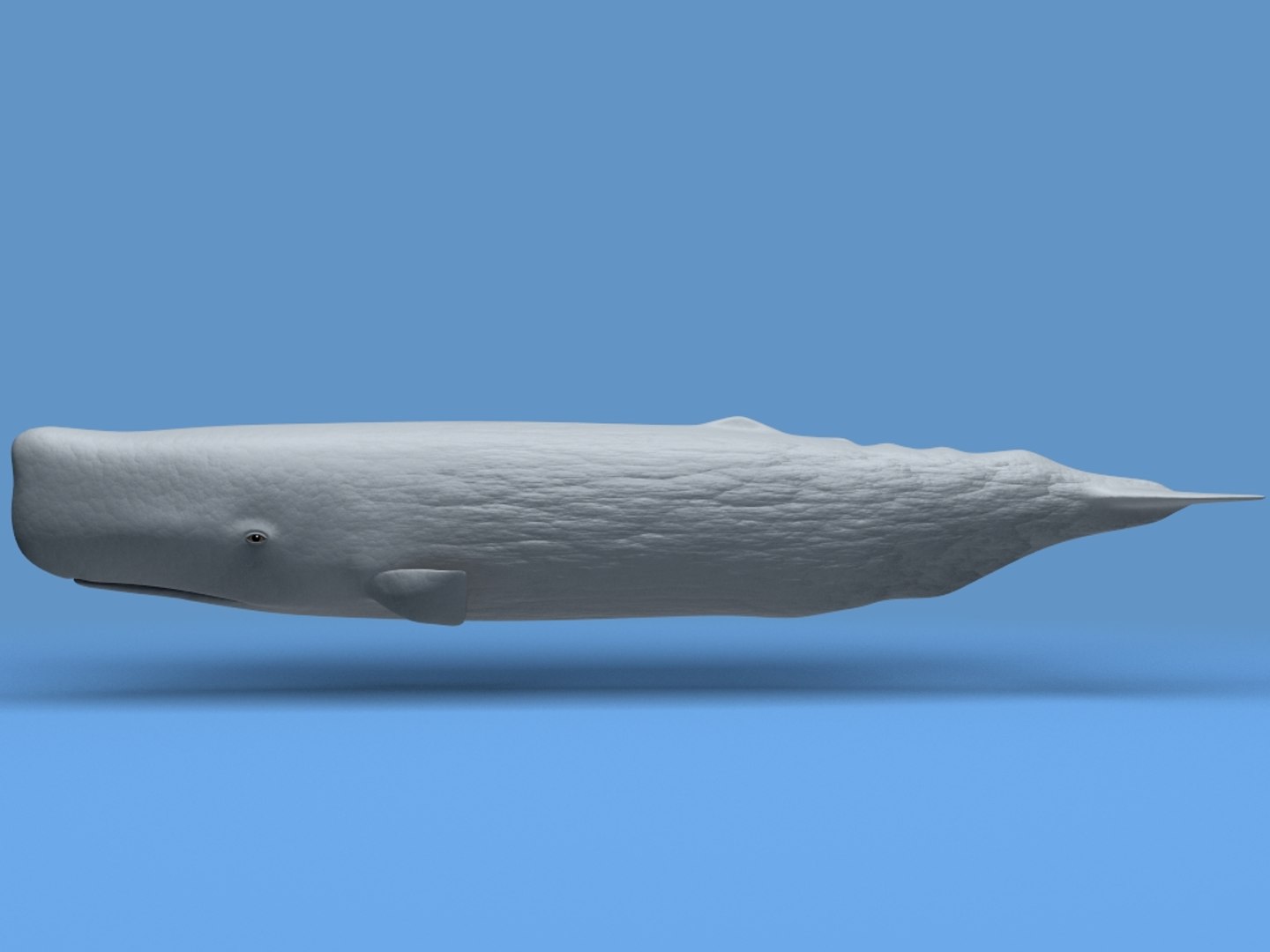 3d Sperm Whale Model