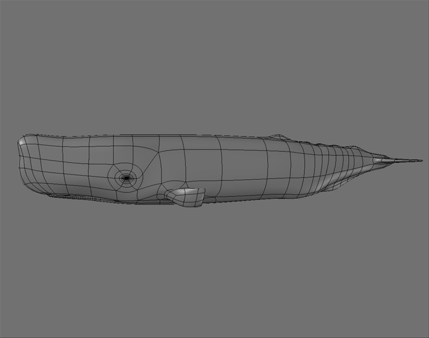 3d Sperm Whale Model