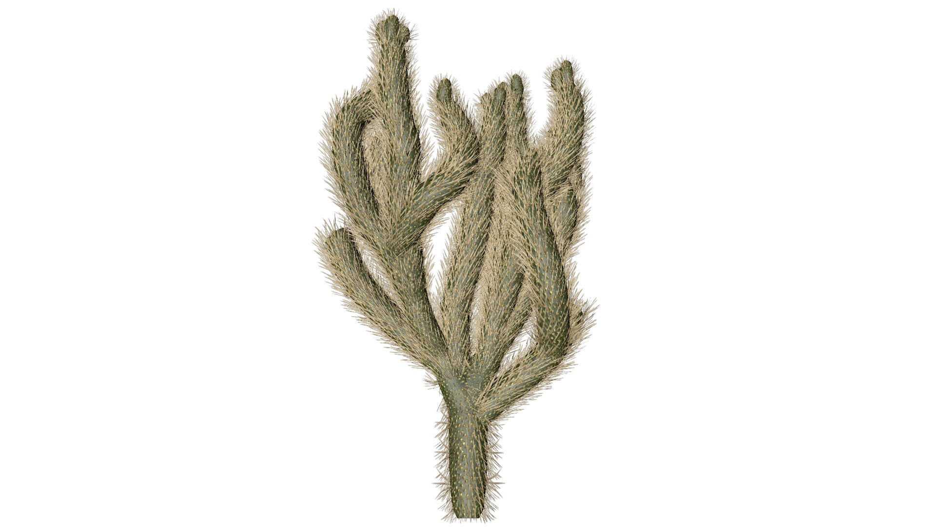 Cholla Cactus Plant Collection 3D - TurboSquid 2377978