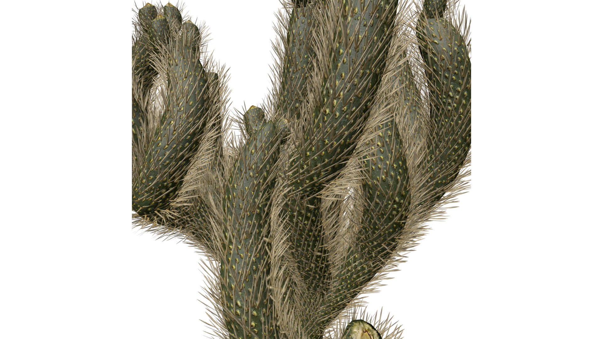 3D Cholla Cactus Plant - 04 - - TurboSquid 2371927