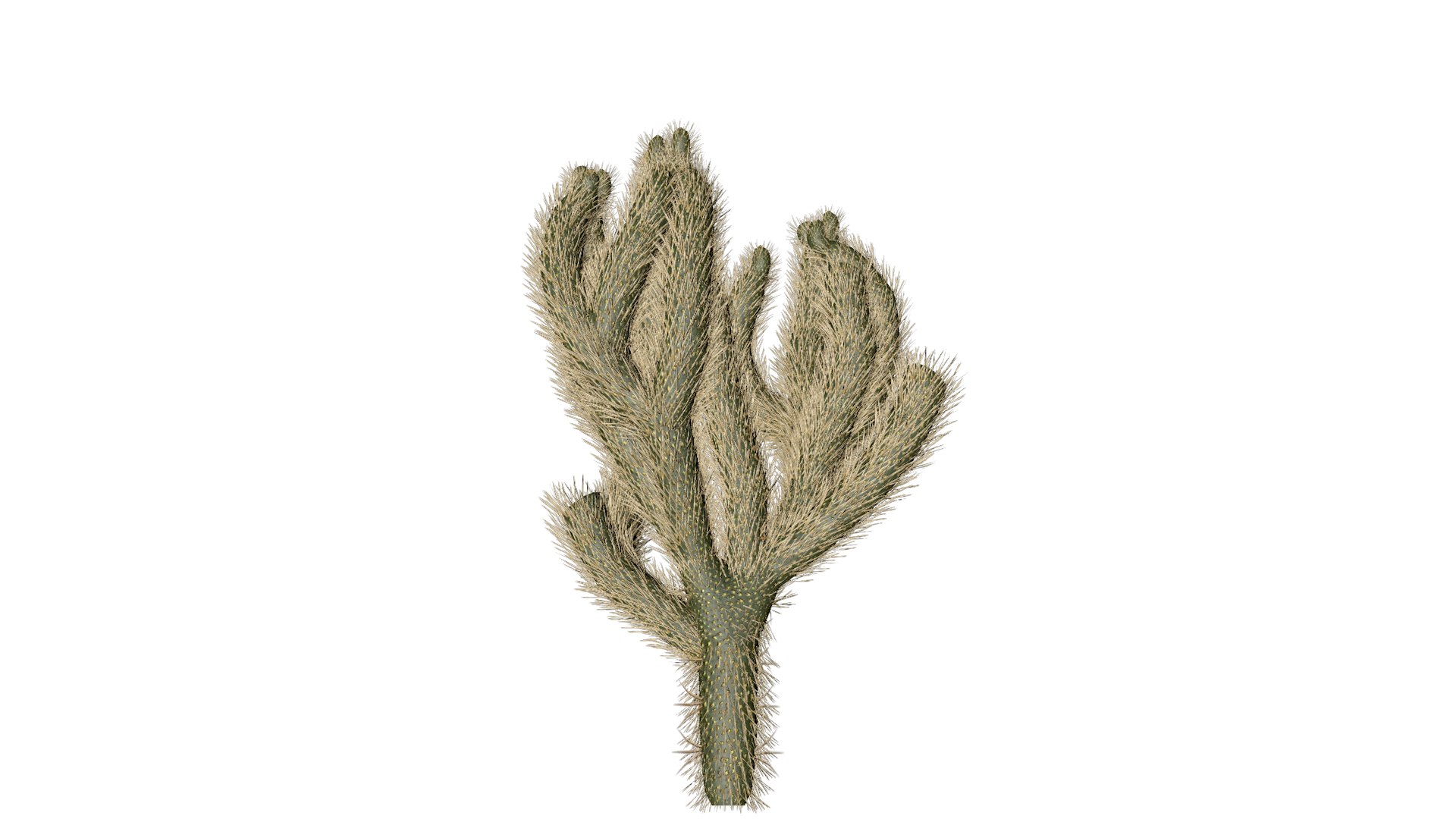 3D Cholla Cactus Plant - 04 - - TurboSquid 2371927