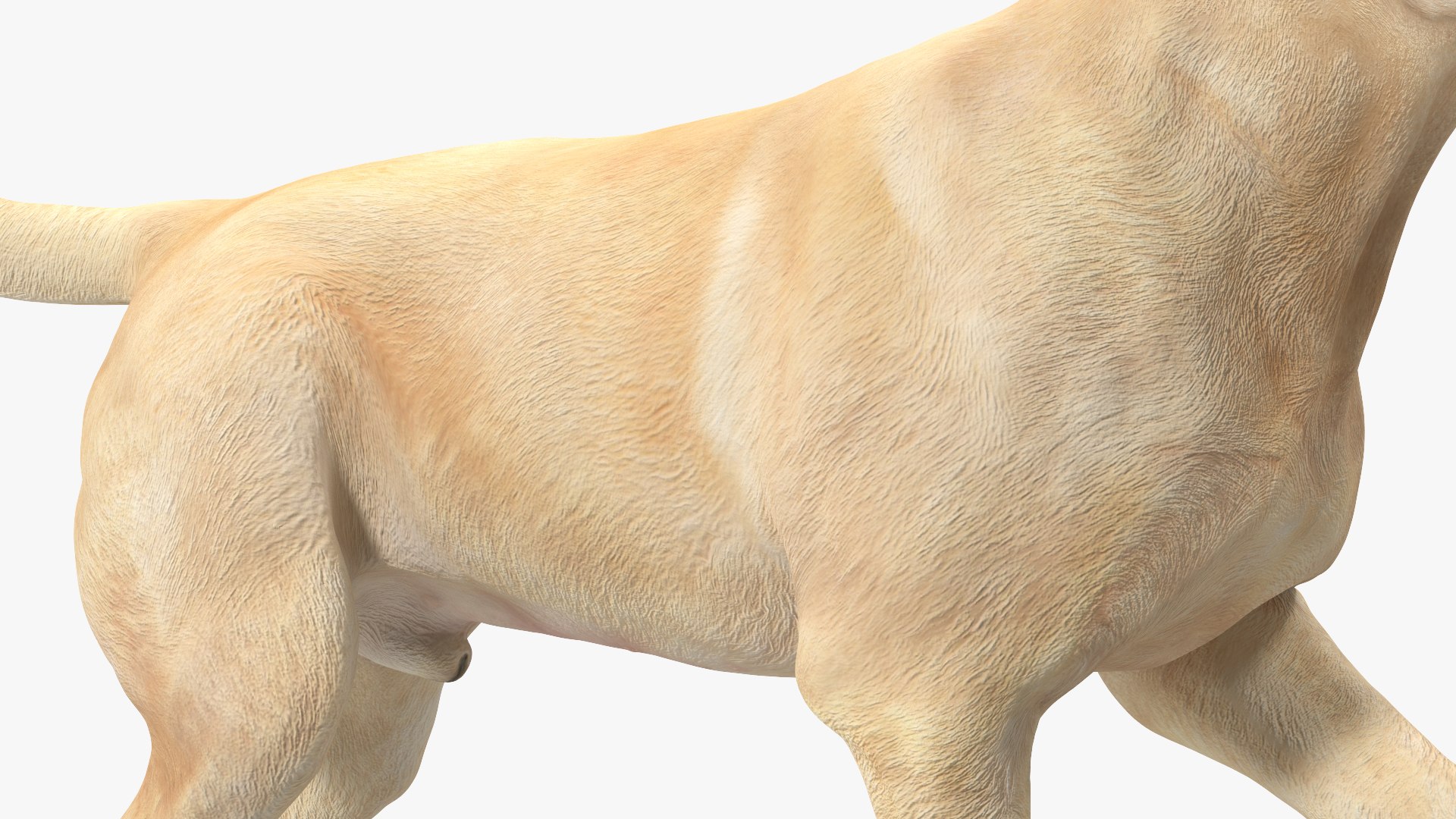 Labrador Dog White Walking 3D model - TurboSquid 1824347