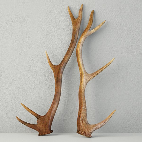 3D Antlers Models | TurboSquid