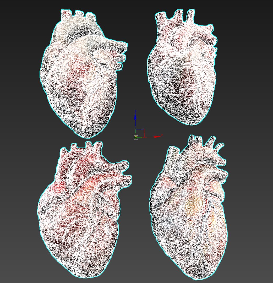 3D Human Heart Pack 4 Model - TurboSquid 2172084