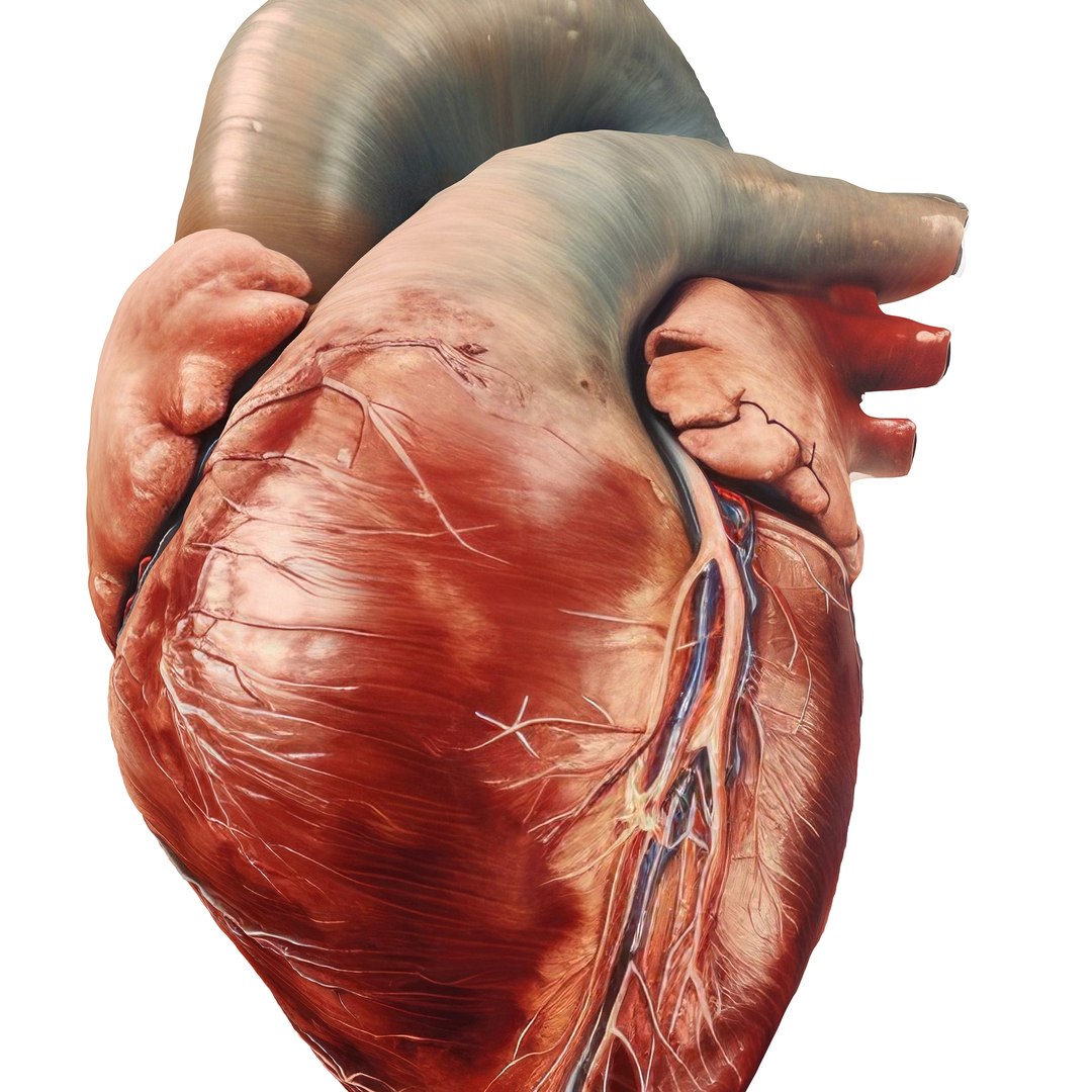 3D Human Heart Pack 4 Model - TurboSquid 2172084