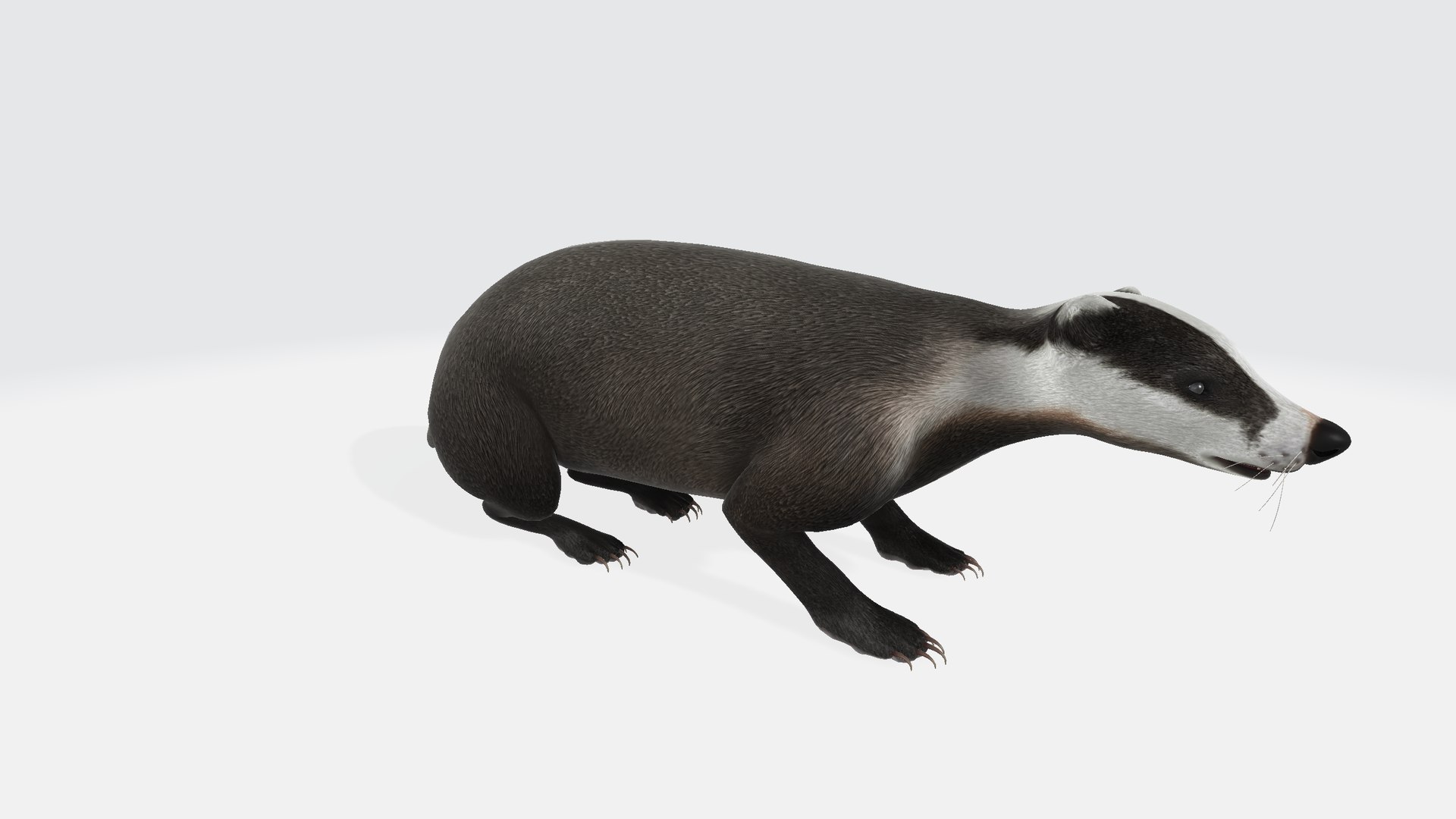 3D Badger - TurboSquid 2303134