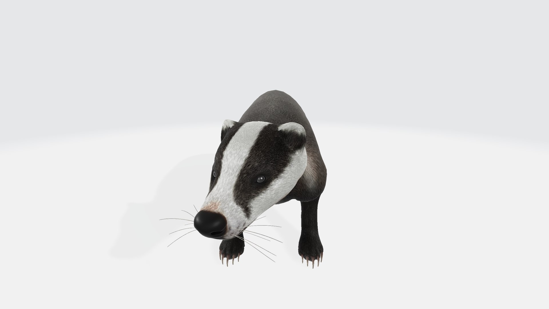 3D Badger - TurboSquid 2303134