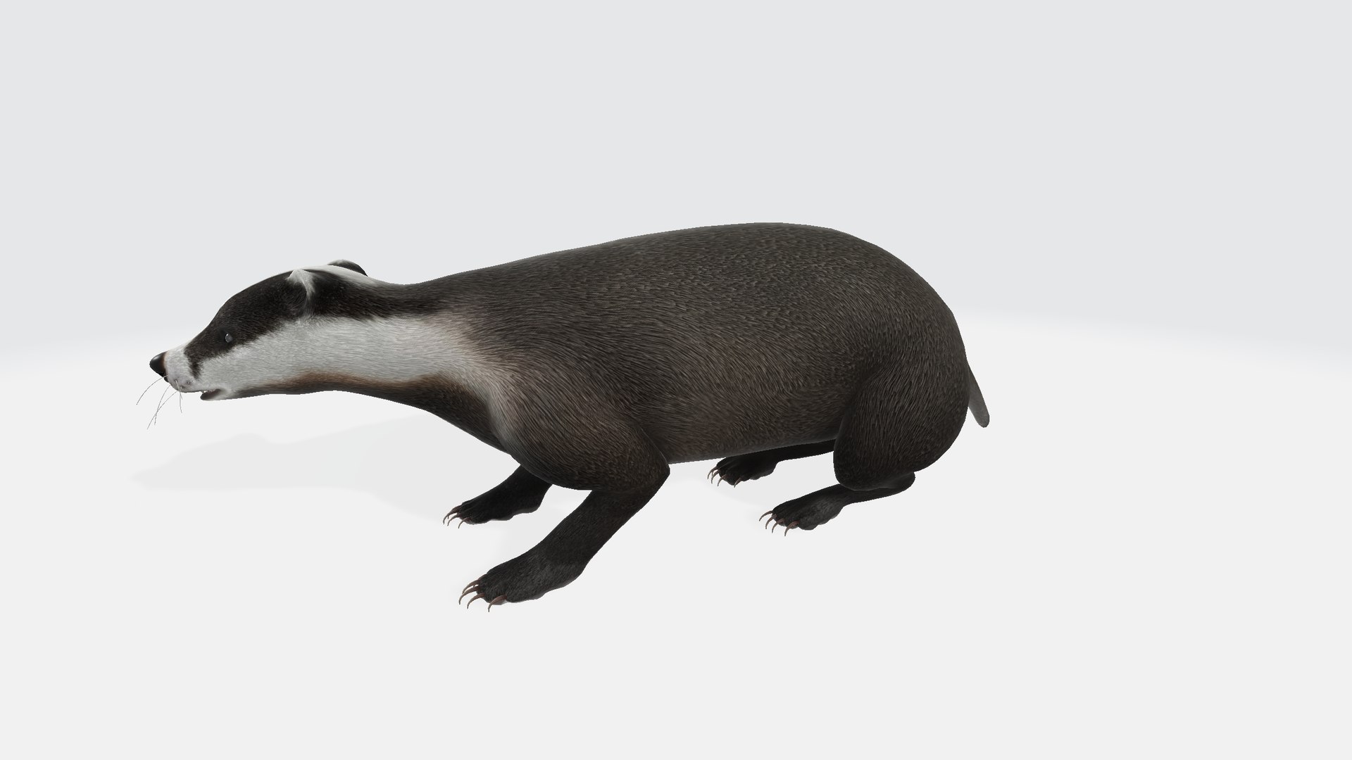 3D Badger - TurboSquid 2303134