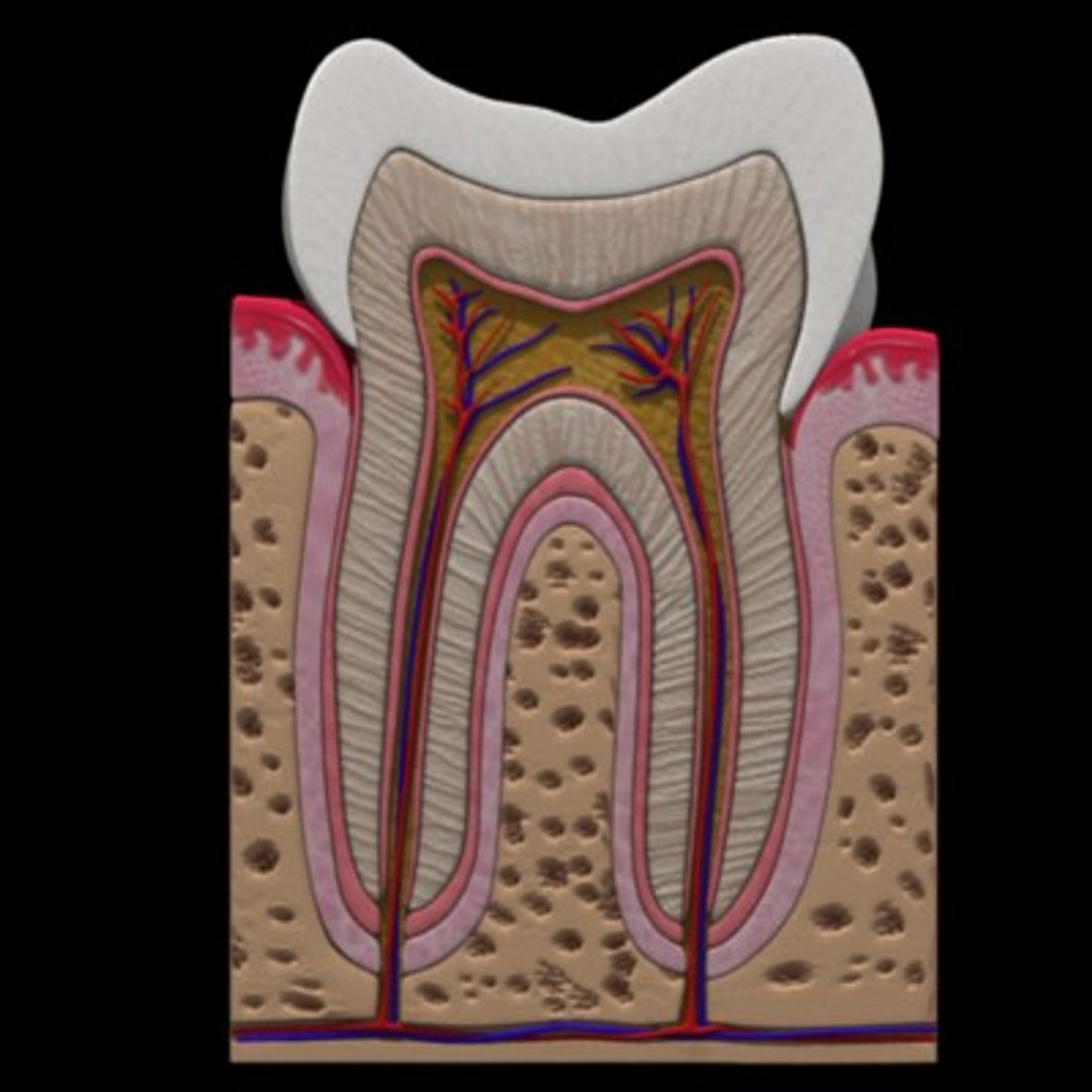 teeth anatomy 3d model