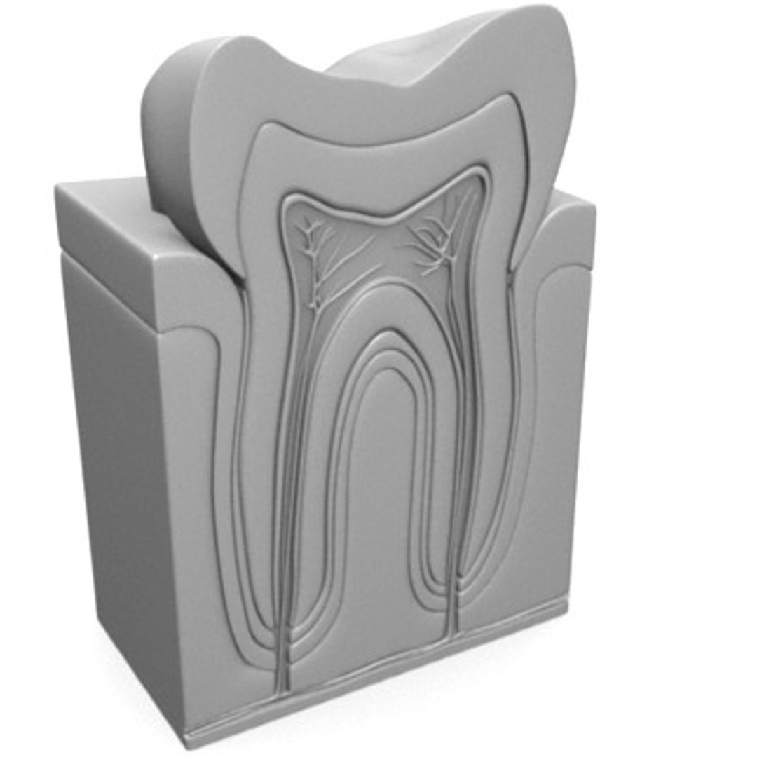 teeth anatomy 3d model