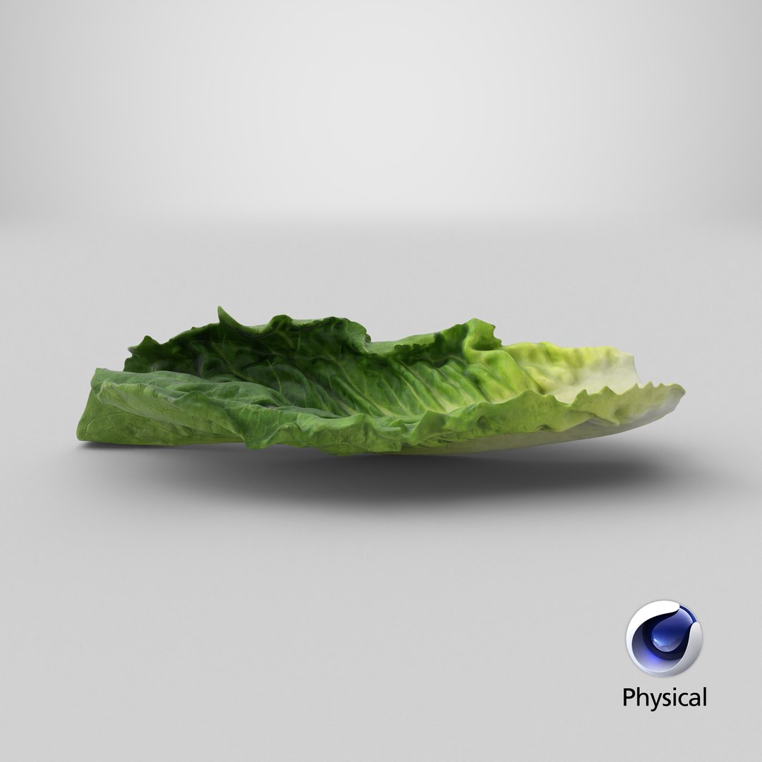 3D Model Romaine Lettuce Leaf 02 - TurboSquid 2394669