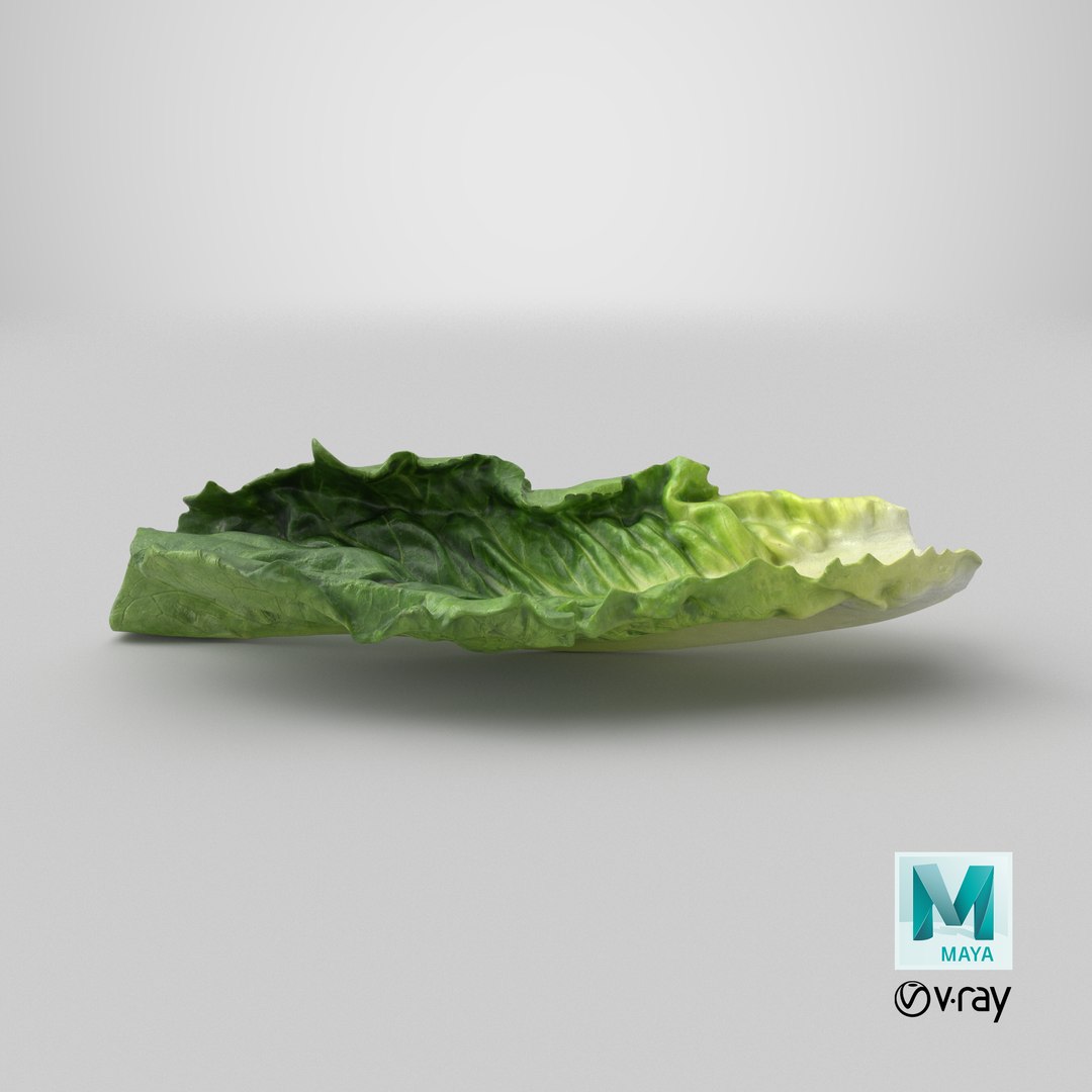 3D Model Romaine Lettuce Leaf 02 - TurboSquid 2394669