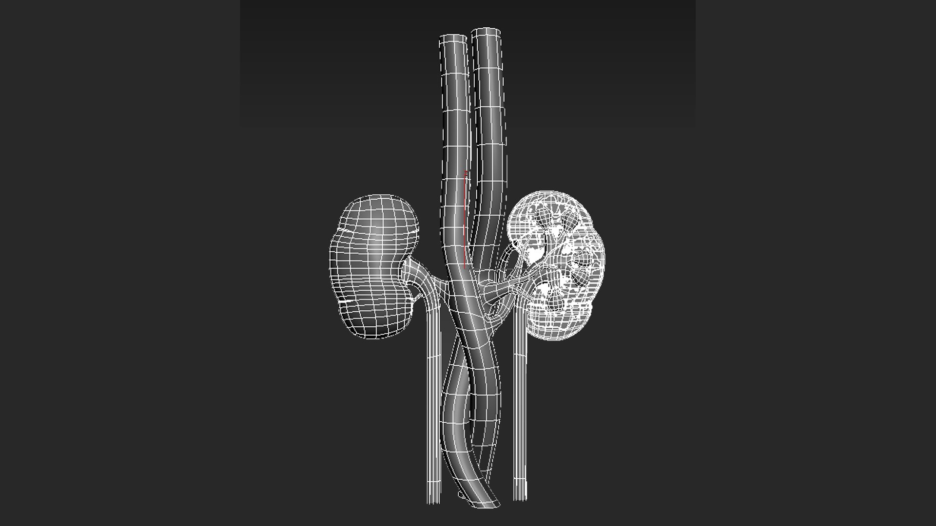 Human Kidney Anatomy And Physiology 3D Model - TurboSquid 1826314