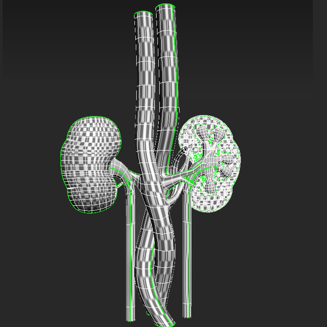 Human Kidney Anatomy And Physiology 3D Model - TurboSquid 1826314