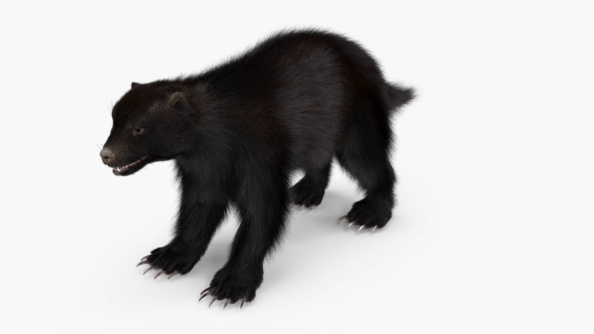 3D Wolverine Dark Color Fur - TurboSquid 2127770