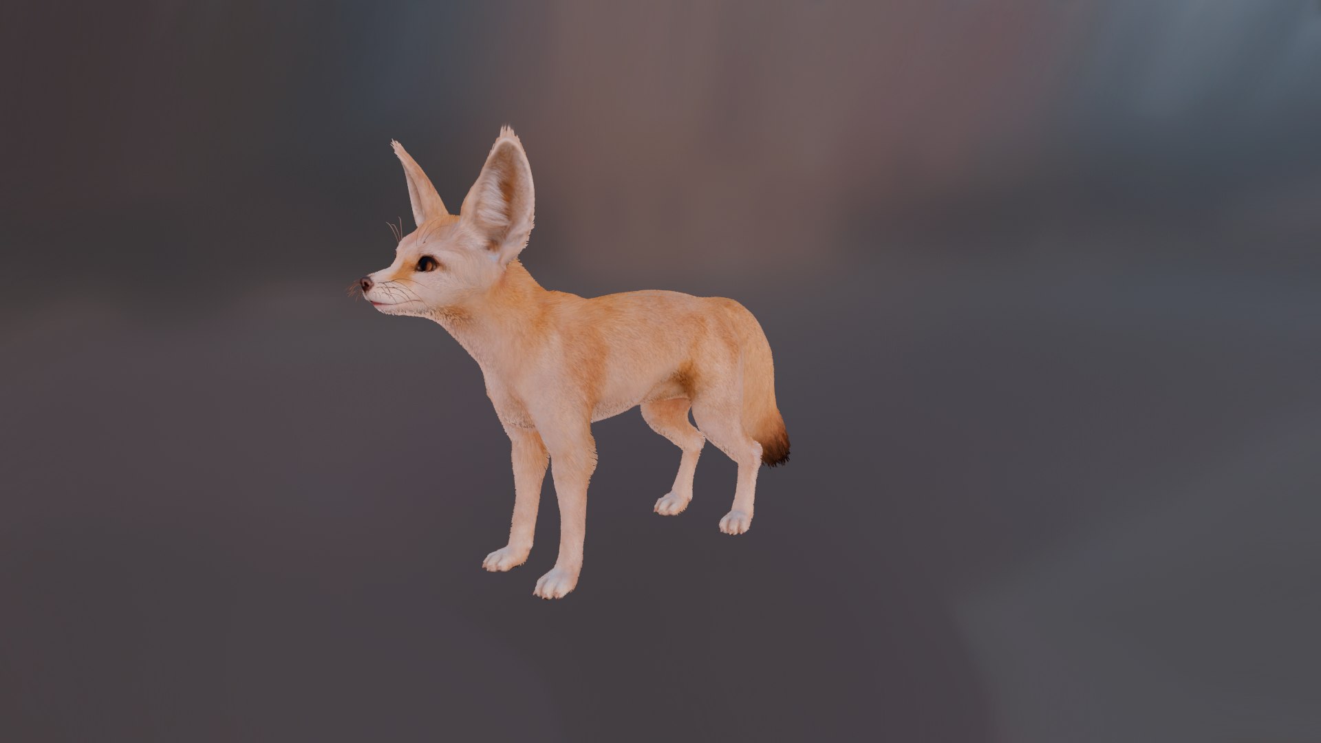 3D Fennec Fox Model - TurboSquid 1872571