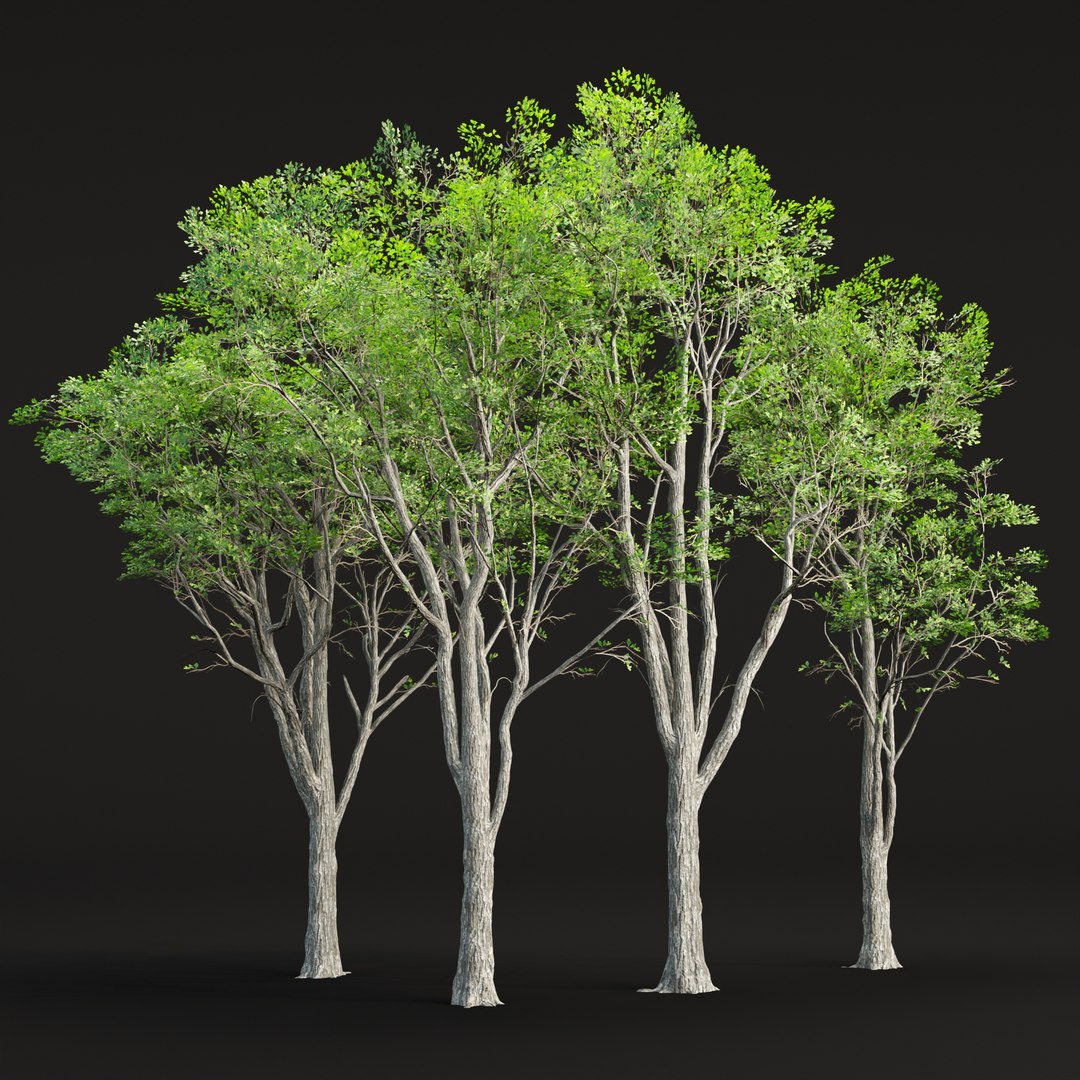 Oak Trees Collection Vol 2-3dmodel Model - TurboSquid 2265001