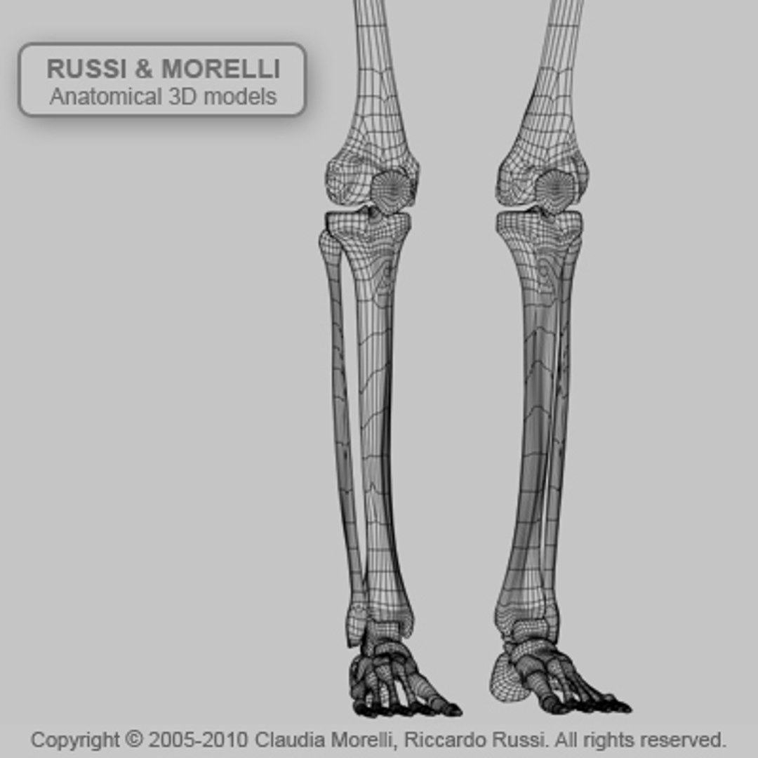 Human Skeleton 3d Model