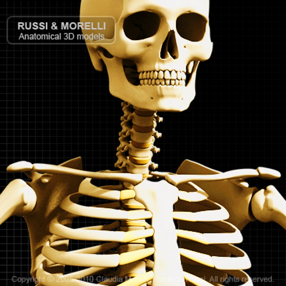 Human Skeleton 3d Model