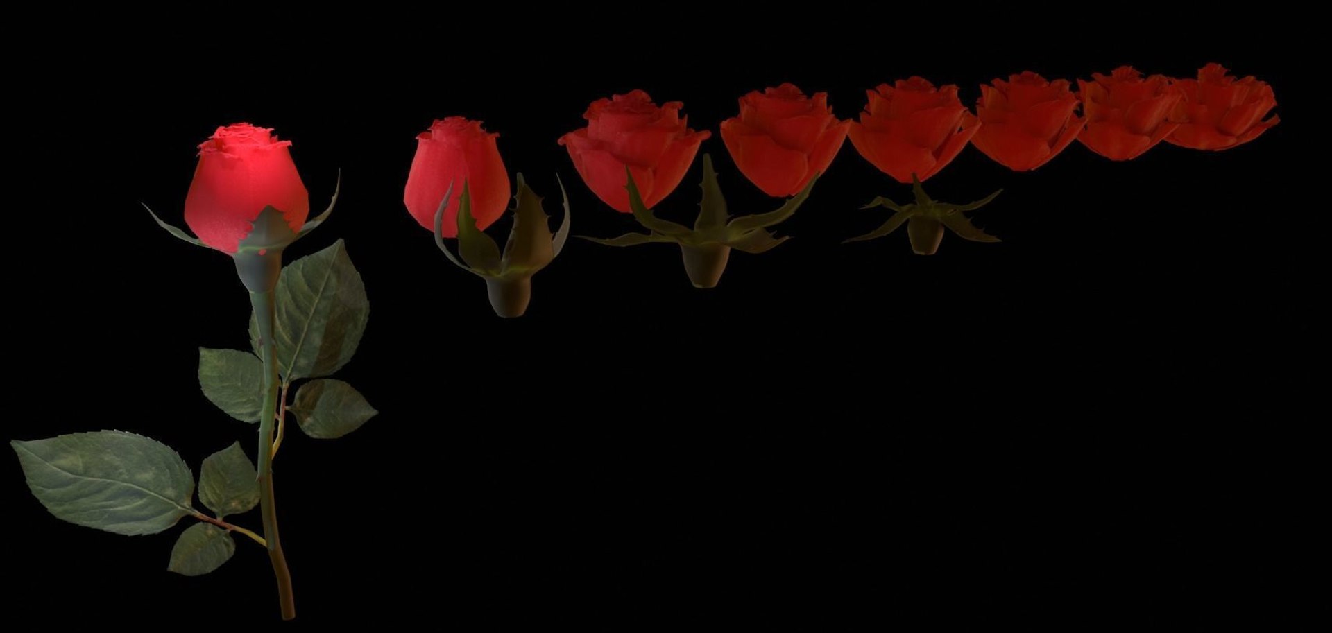 Realistic Rose Flower Blooming 3D Model - TurboSquid 1399342