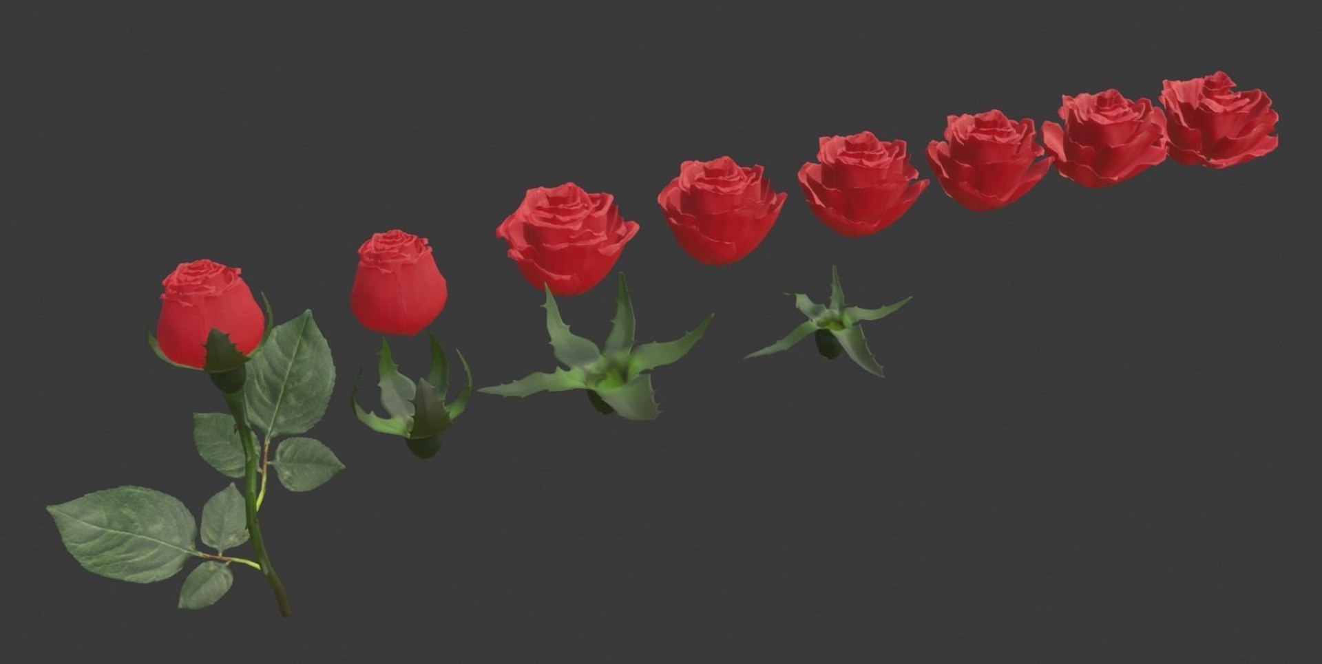Realistic Rose Flower Blooming 3D Model - TurboSquid 1399342