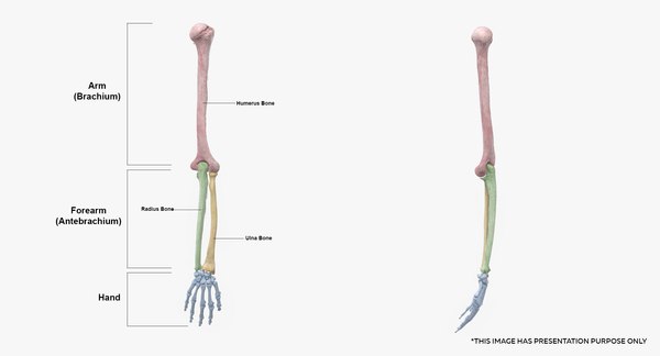 modèle 3D de Os du bras humain Main Ulna Radius Humerus White and ...