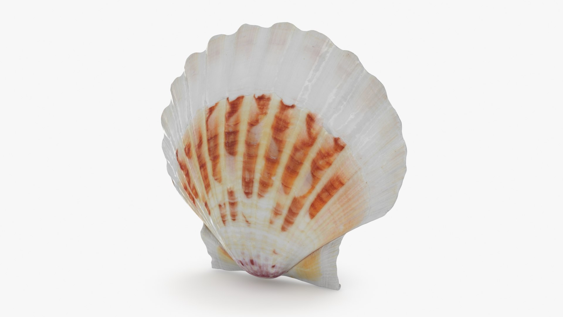 Clam Shell 02 3D Model - TurboSquid 2223902