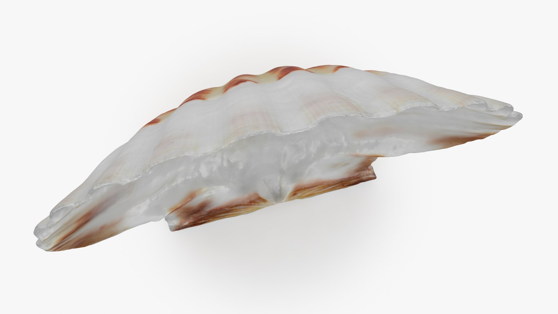 Clam Shell 02 3D Model - TurboSquid 2223902