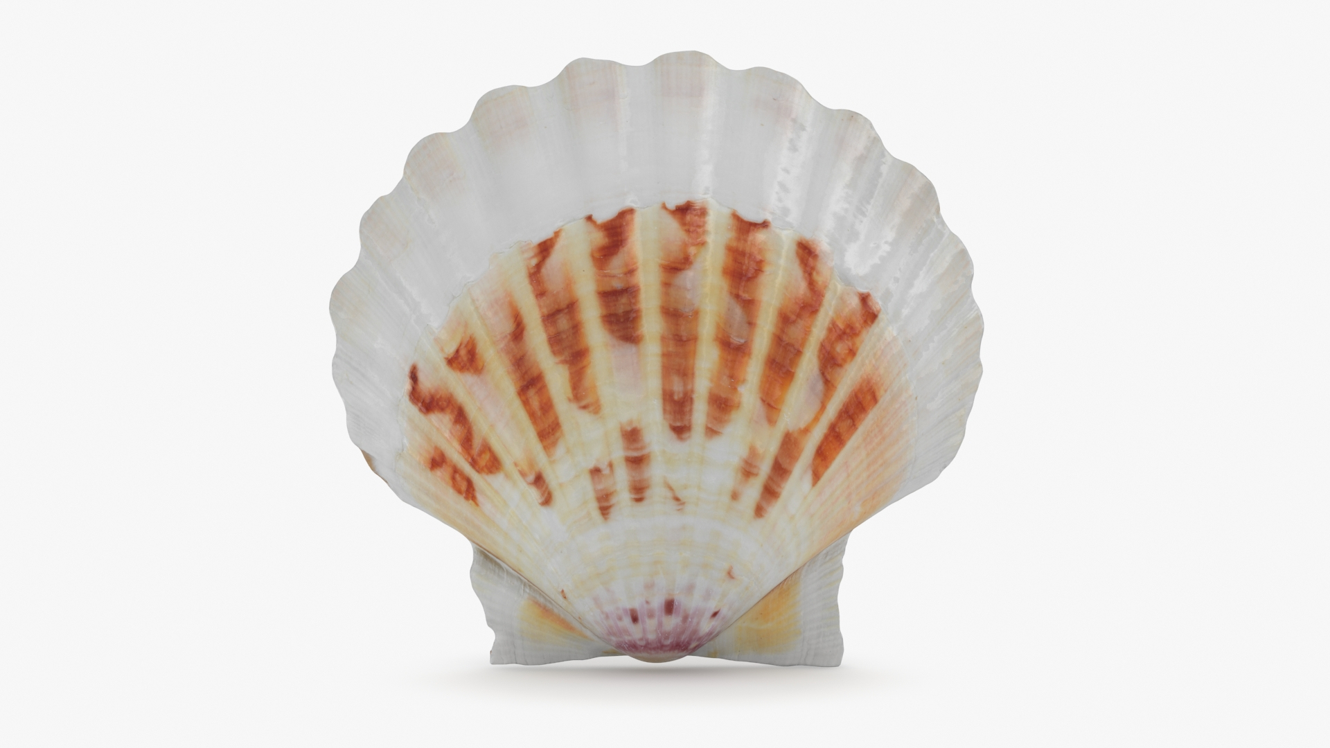 Clam Shell 02 3D Model - TurboSquid 2223902