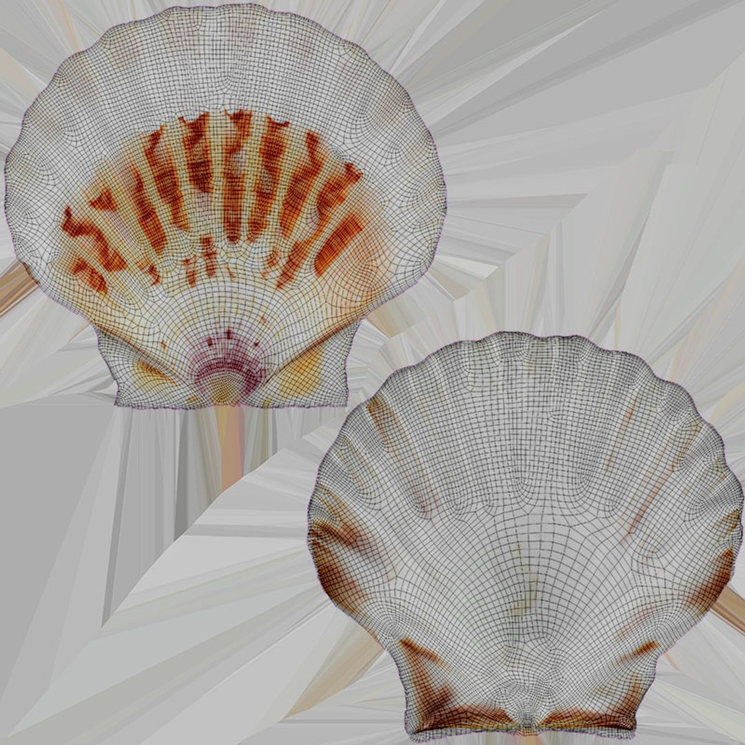 Clam Shell 02 3D Model - TurboSquid 2223902