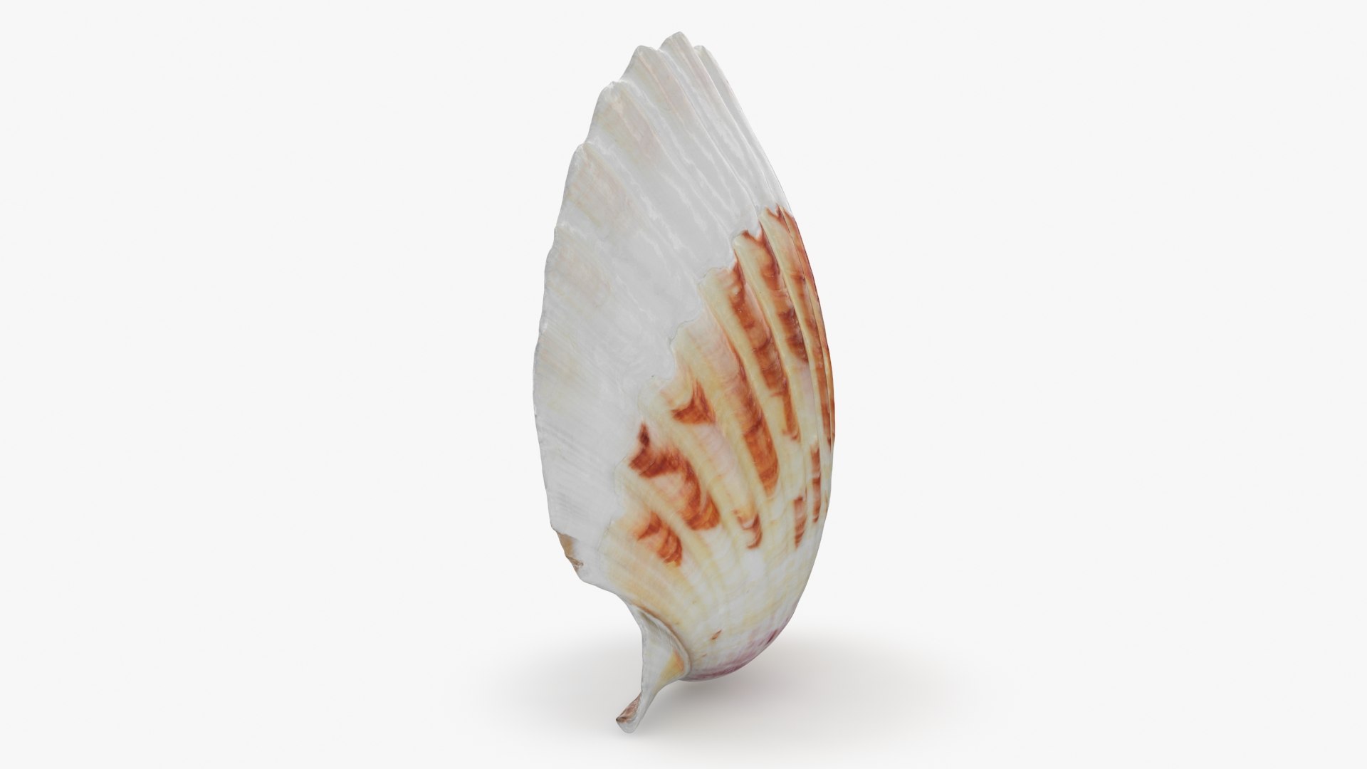 Clam Shell 02 3D Model - TurboSquid 2223902