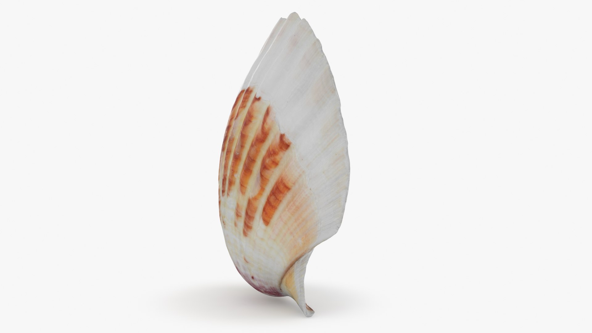 Clam Shell 02 3D Model - TurboSquid 2223902