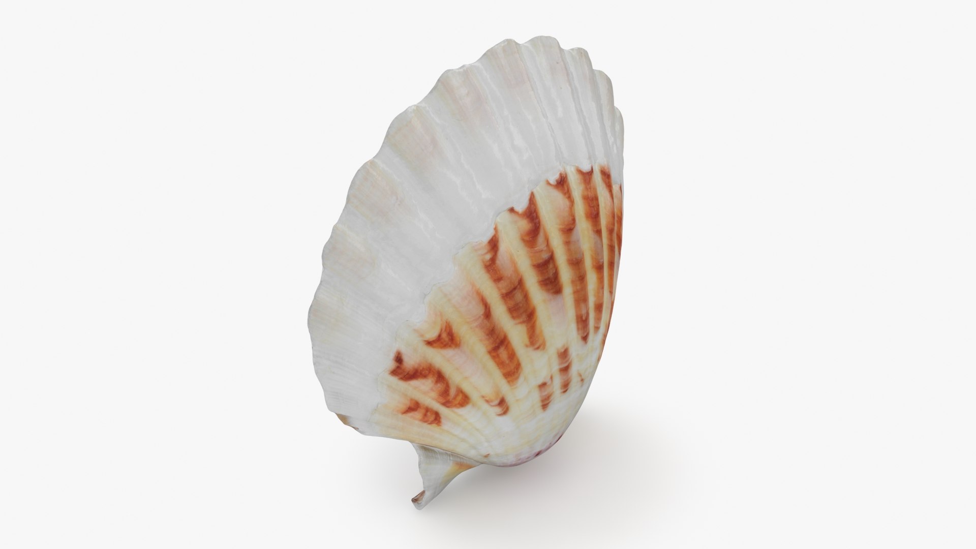 Clam Shell 02 3D Model - TurboSquid 2223902