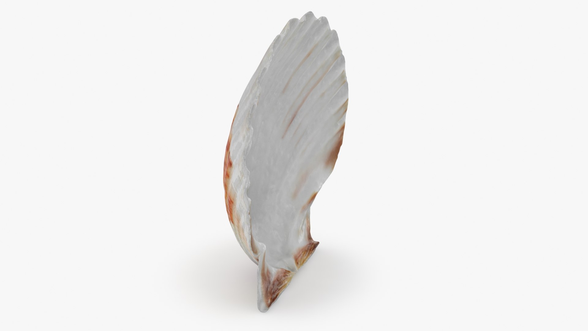 Clam Shell 02 3D Model - TurboSquid 2223902