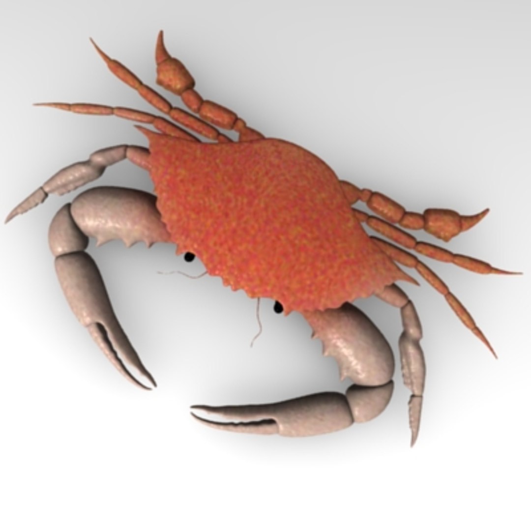 Crab 3d Model