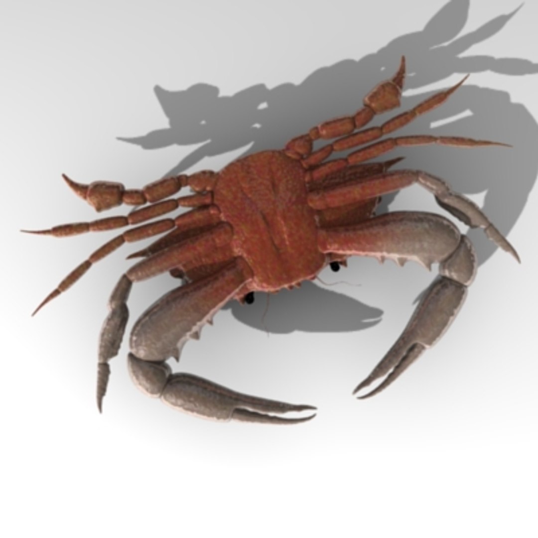 Crab 3d Model