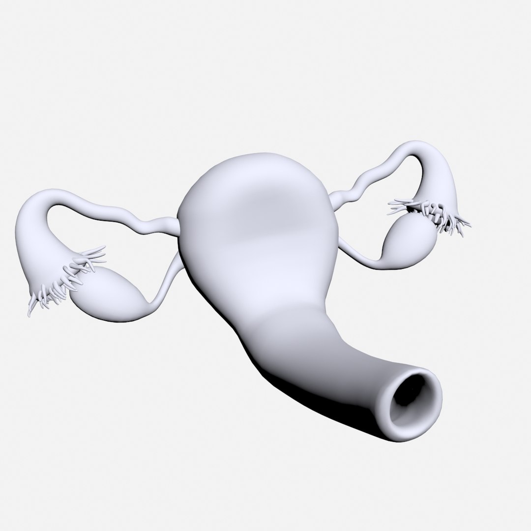 Female Reproductive 3D Model - TurboSquid 1288110